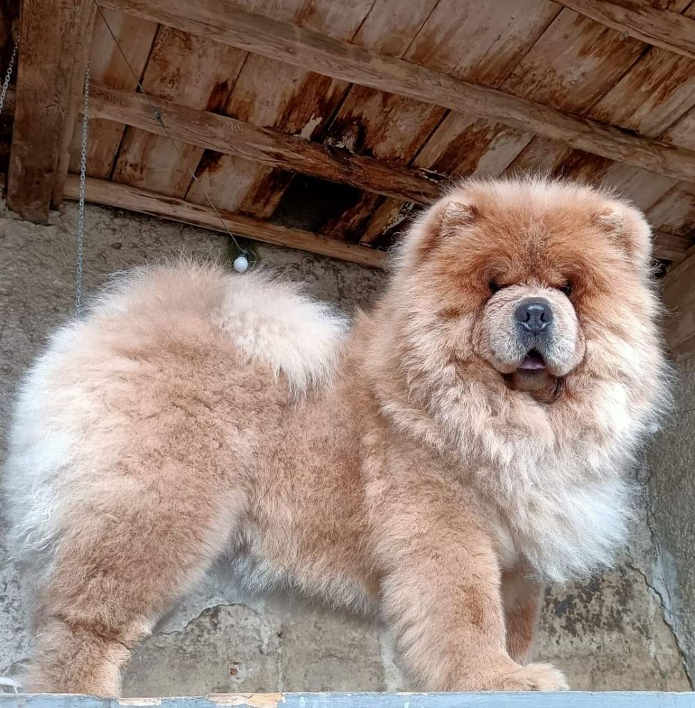 Accueil - Elevage De La Maison Du Chow Chow - eleveur de chiens Chow Chow